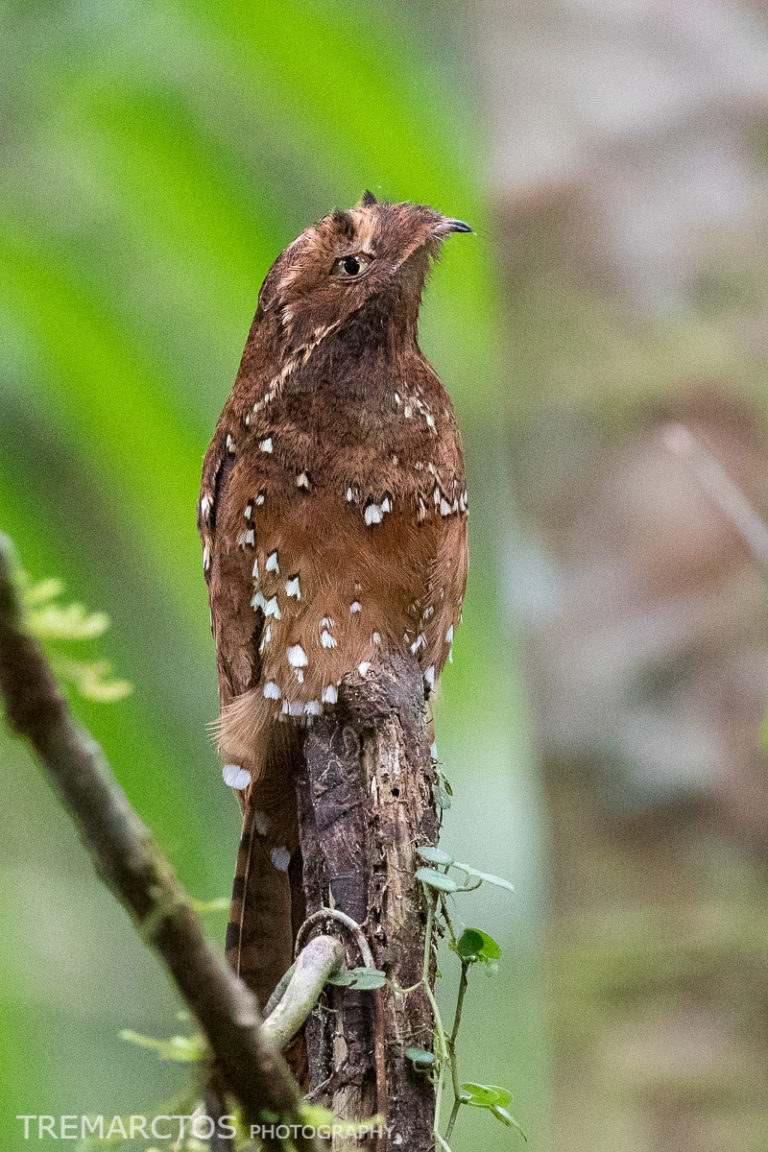 Tremarctos Wildlife Photography