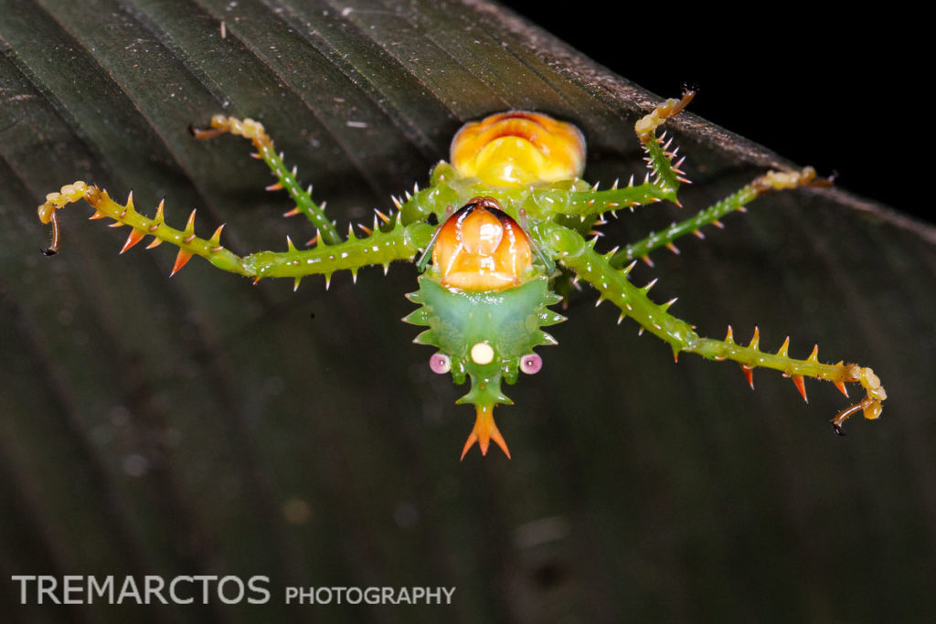 Tremarctos Wildlife Photography